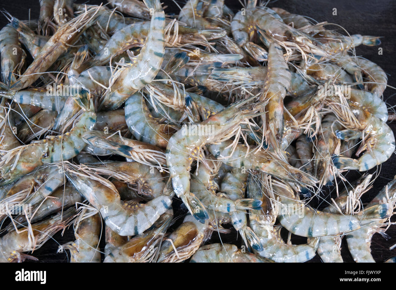 Fresh-caught prawns (shrimps) are brought daily from the fishing ...