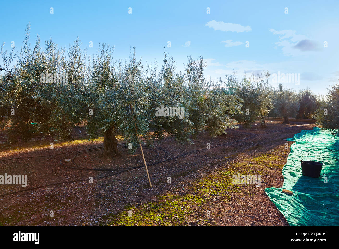 Olive field hi-res stock photography and images - Alamy