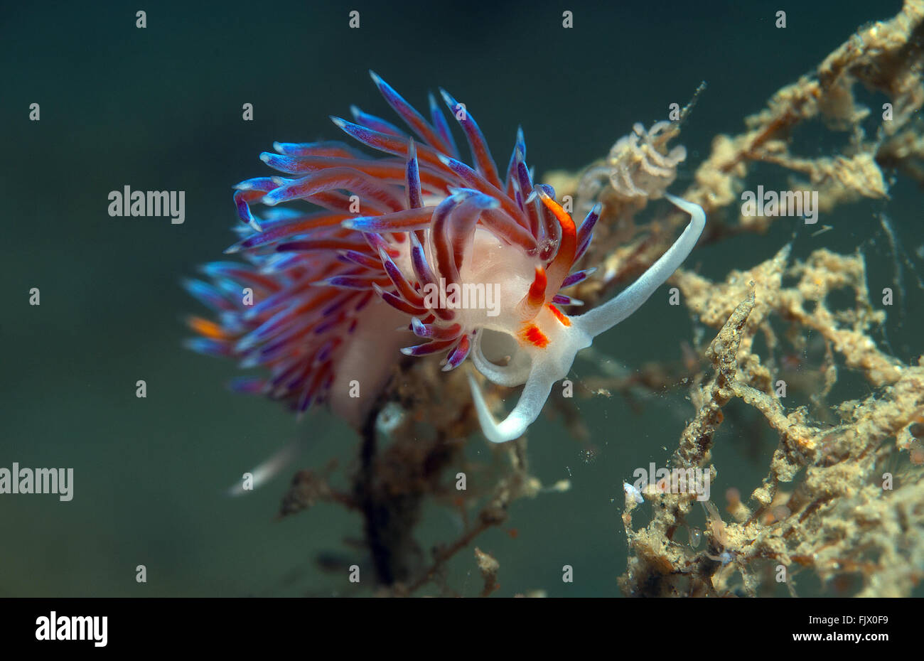 small invertebrate looking food on algae Stock Photo - Alamy