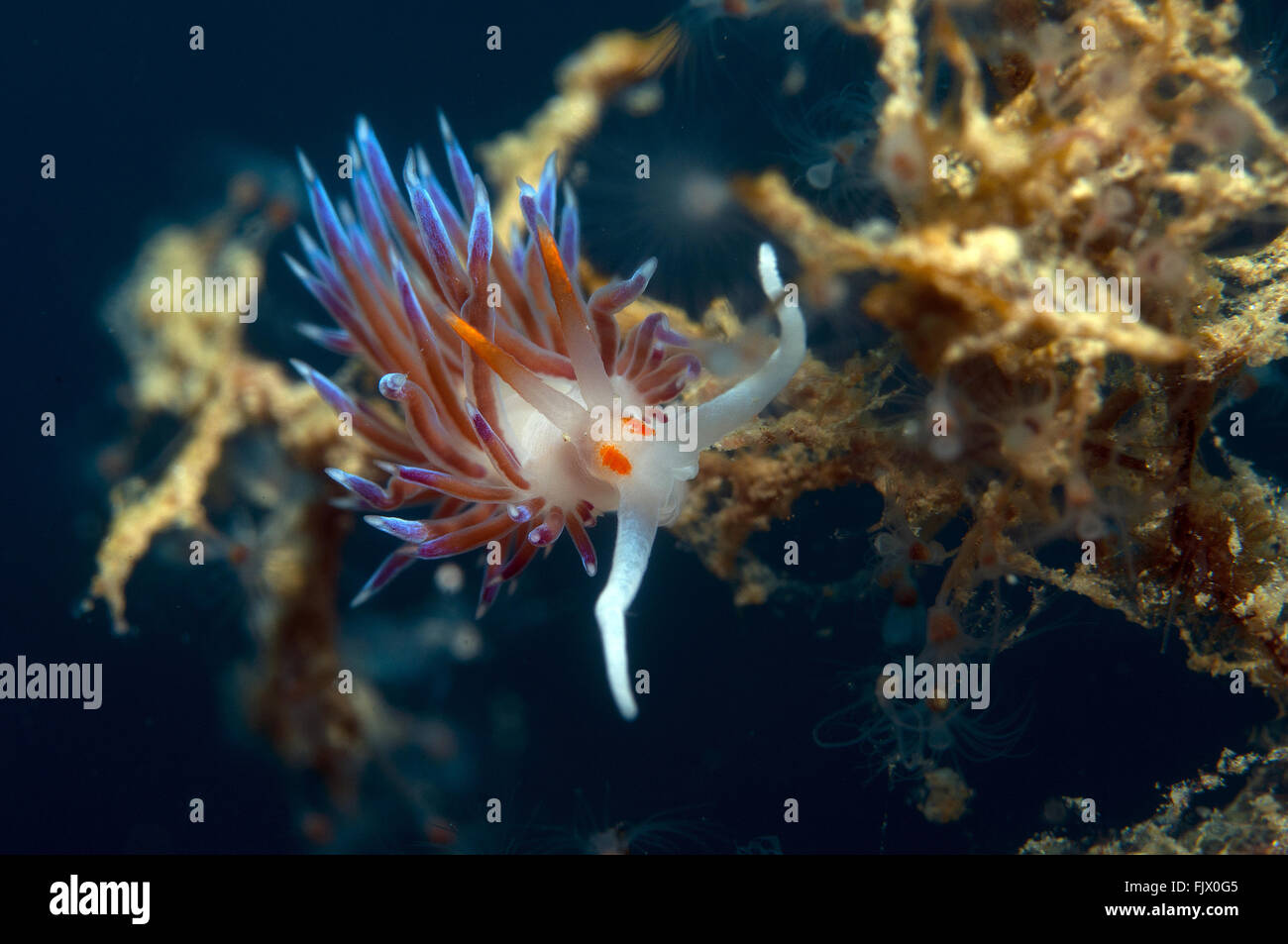 small invertebrate looking food on algae Stock Photo - Alamy