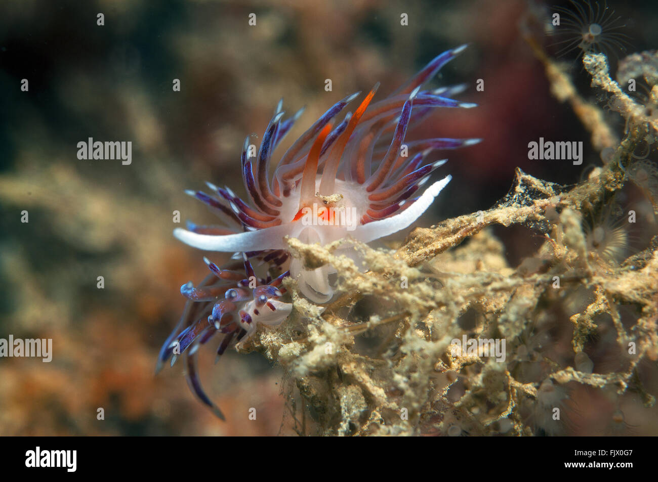 small invertebrate looking food on algae Stock Photo - Alamy