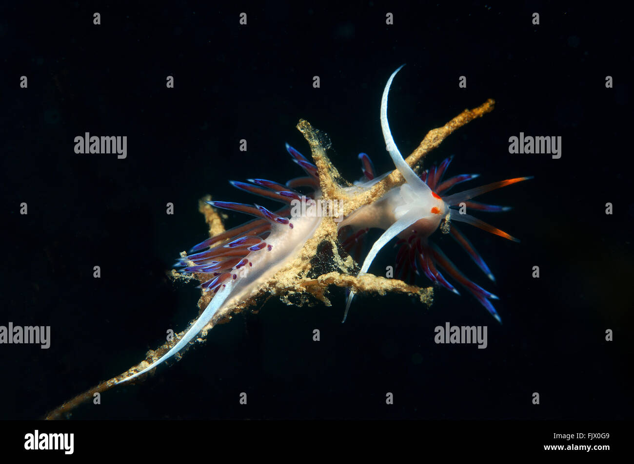 small invertebrate looking food on algae Stock Photo - Alamy
