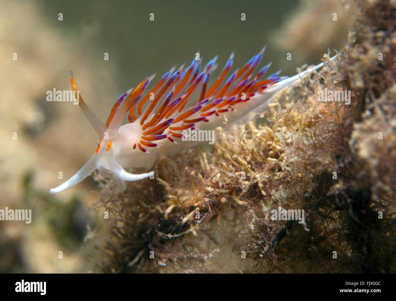 small invertebrate looking food on algae Stock Photo - Alamy
