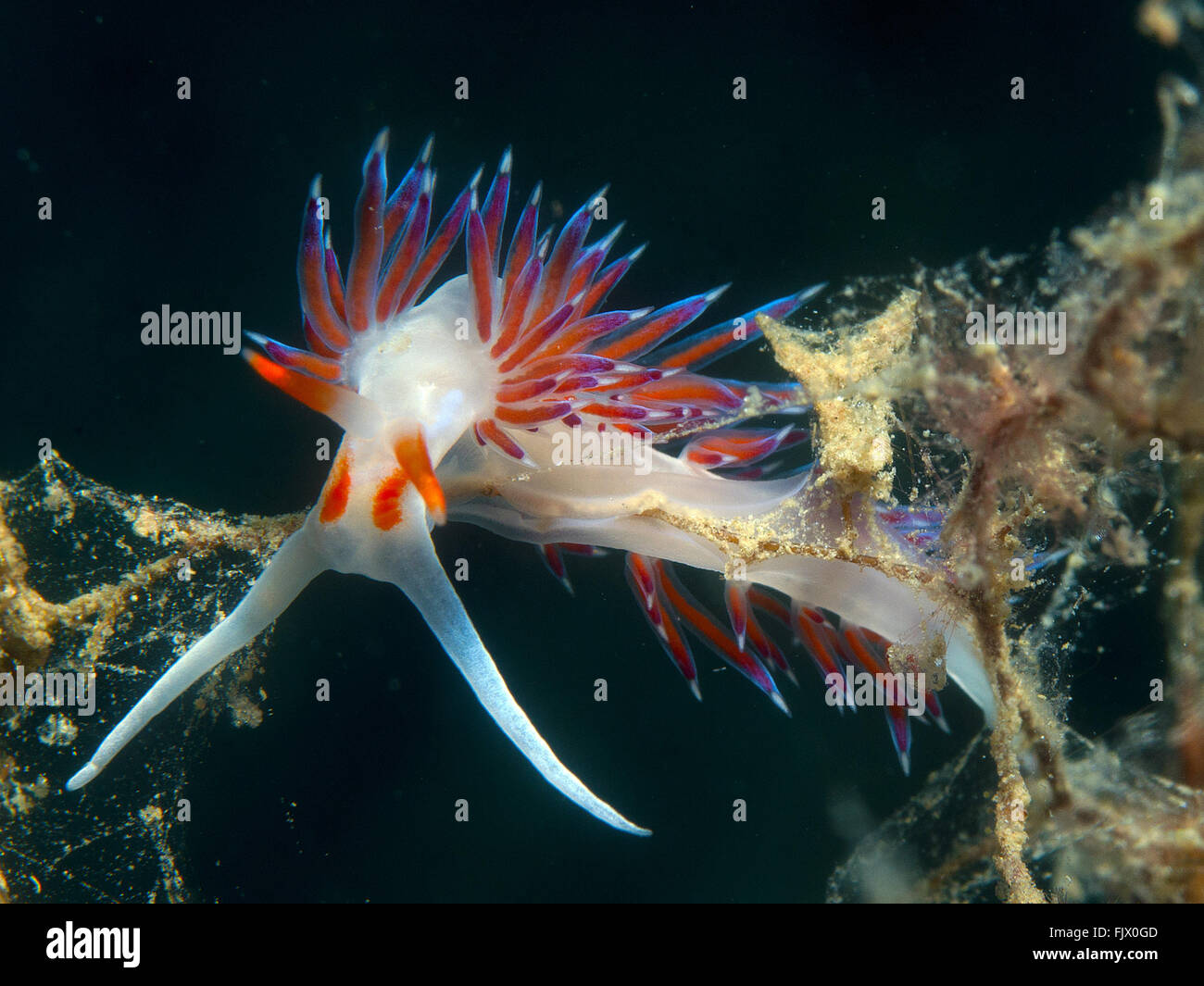 small invertebrate looking food on algae Stock Photo - Alamy