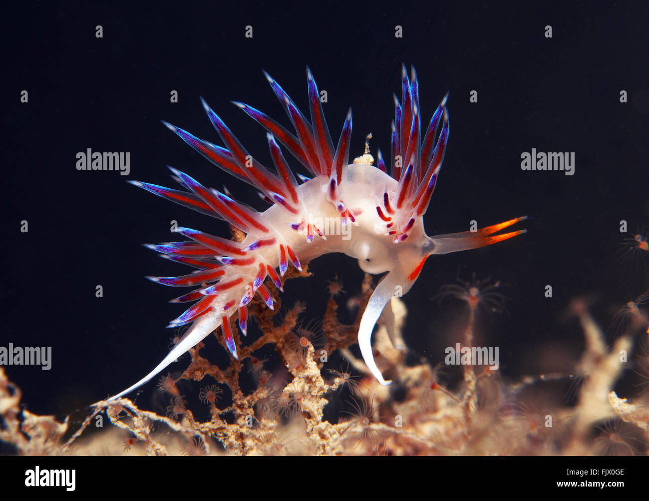 small invertebrate looking food on algae Stock Photo - Alamy