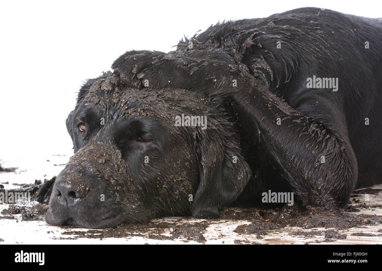 Muddy dog hi-res stock photography and images - Alamy