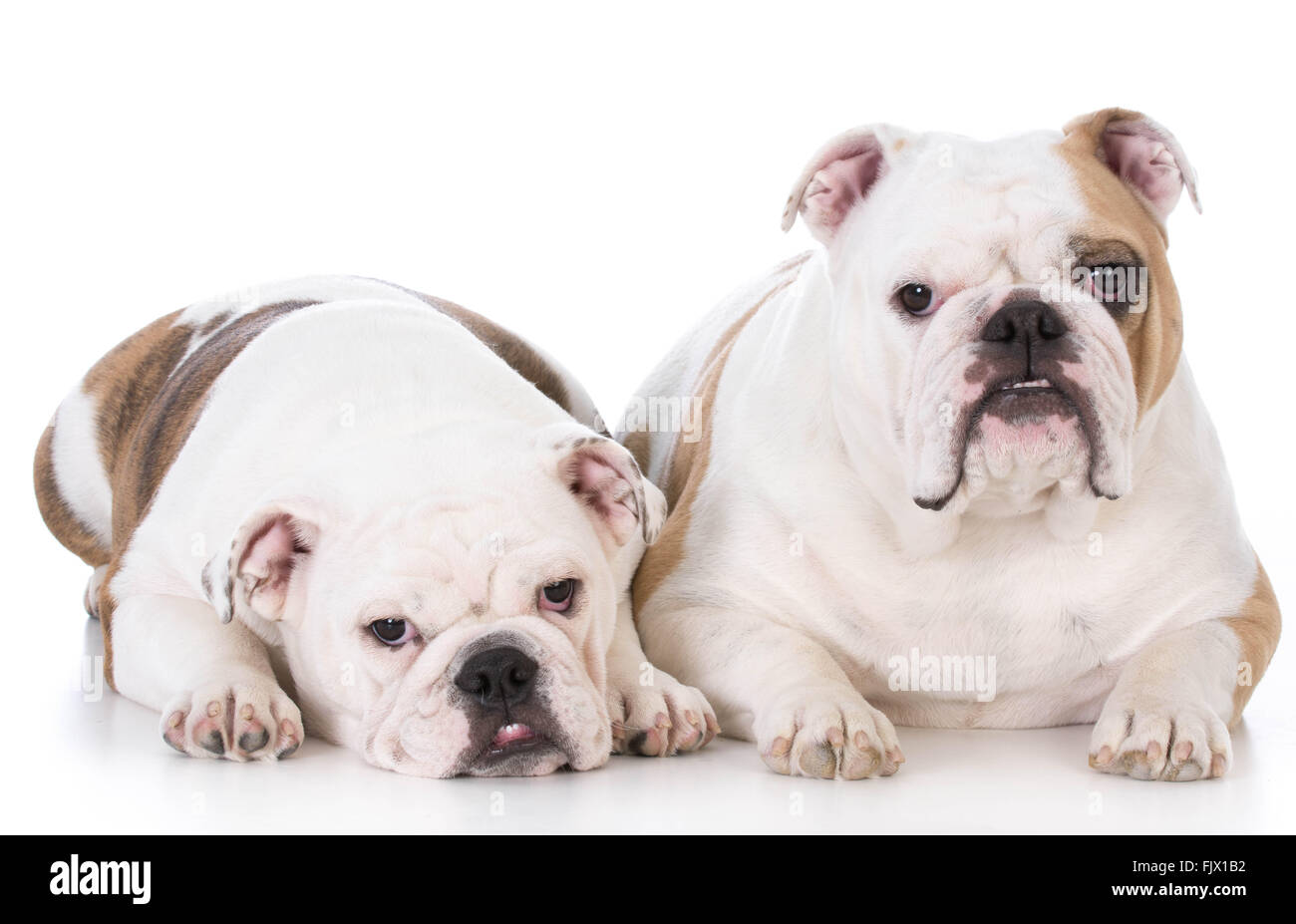 mother and daughter english bulldog laying on white background Stock ...