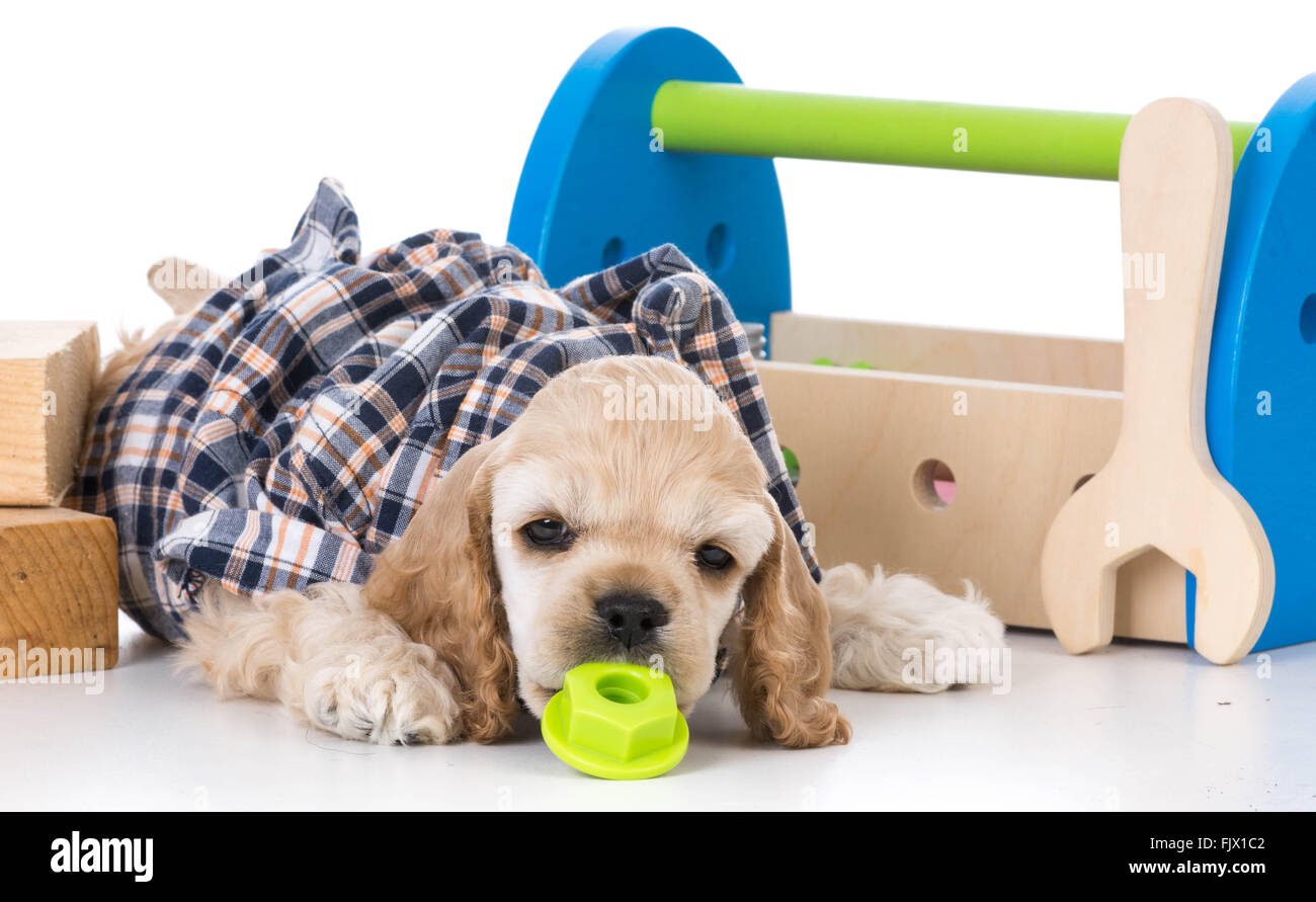 american cocker spaniel with tool box and tools on white background ...