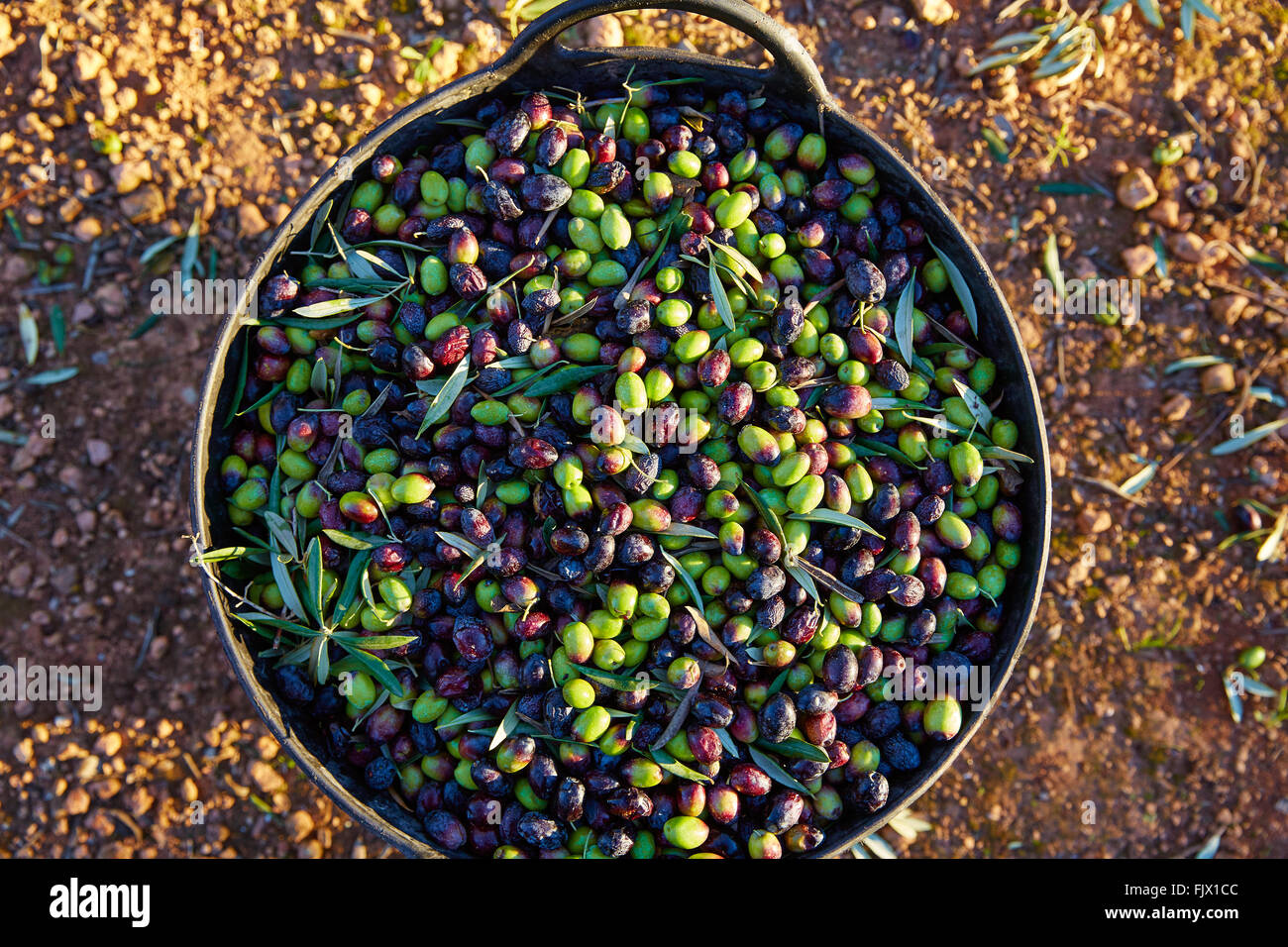 Olives harvest picking in farmer basket at Mediterranean Stock Photo ...