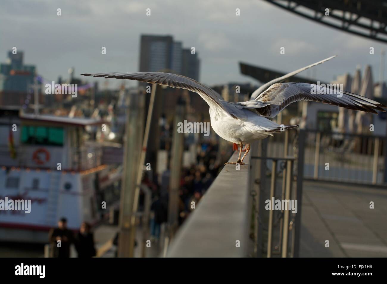 Birds railing balcony animal wildlife hi-res stock photography and ...