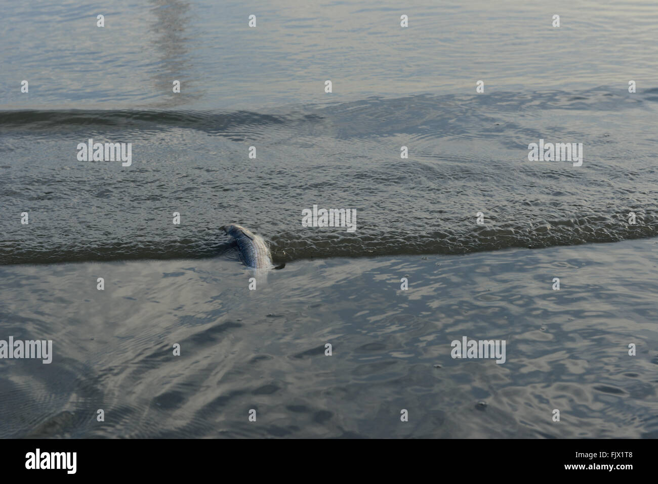 Dead Fish In The Sea High Resolution Stock Photography and Images - Alamy