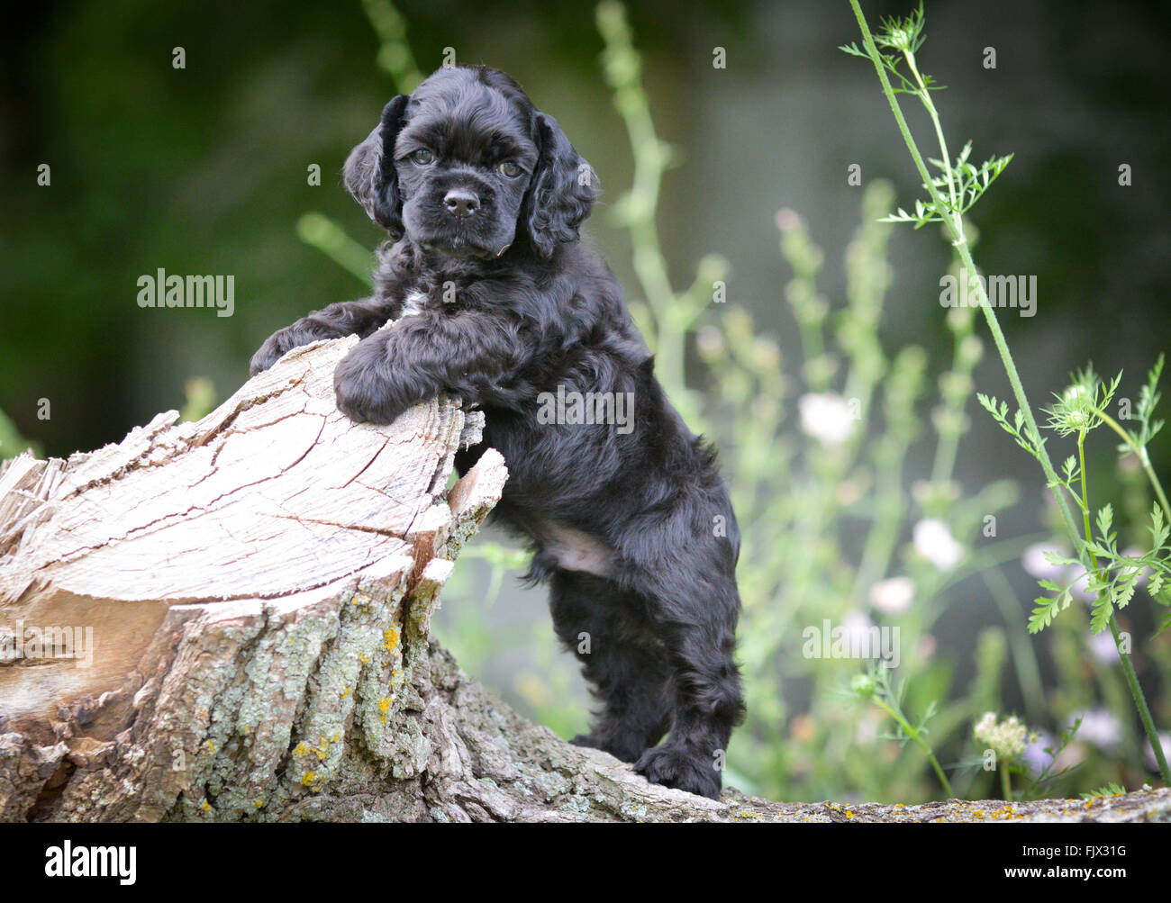 american cocker spaniel puppy climbing on a log Stock Photo - Alamy