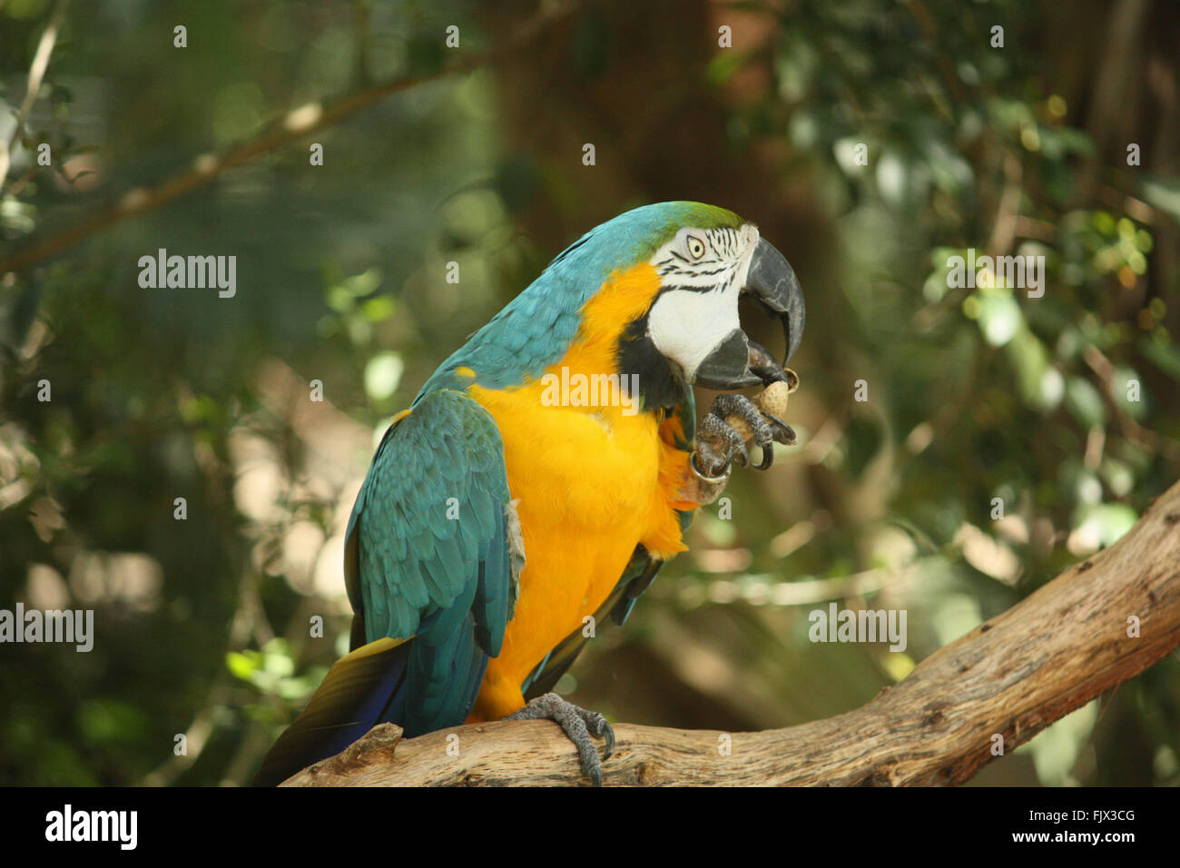 Macaw in tree hi-res stock photography and images - Alamy