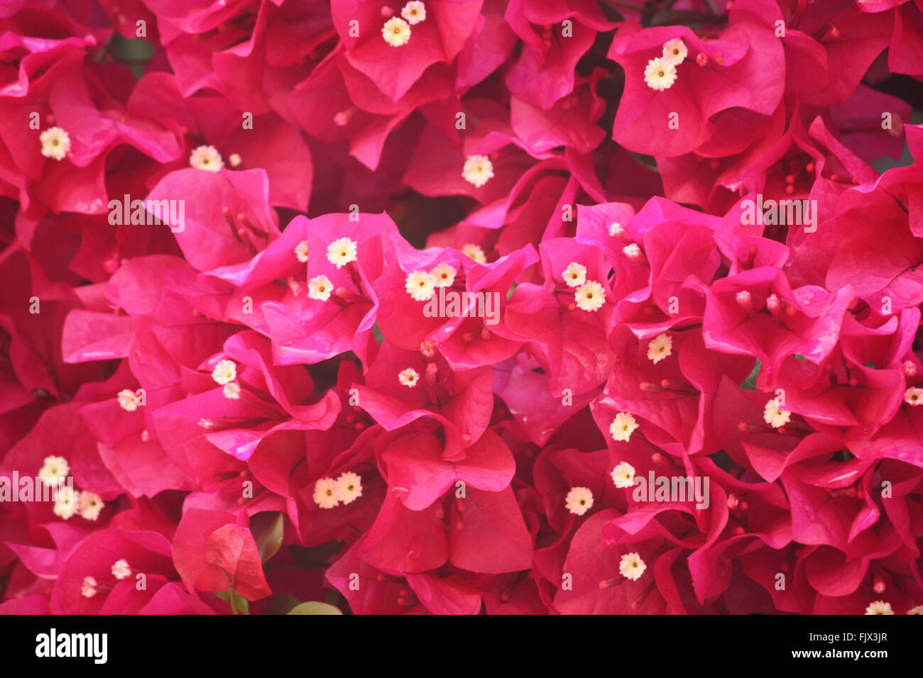 Pink bougainvilleas hi-res stock photography and images - Alamy