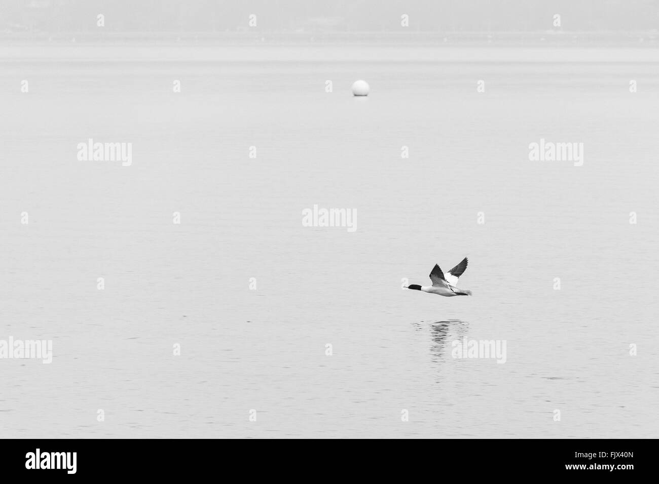Duck lake animal wildlife hi-res stock photography and images - Alamy