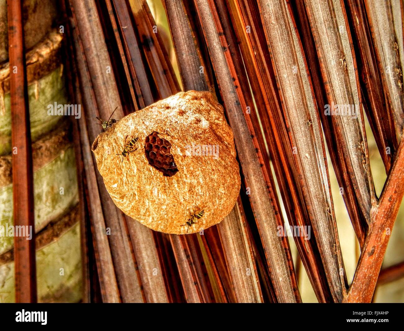 Bee nest tree hi-res stock photography and images - Alamy