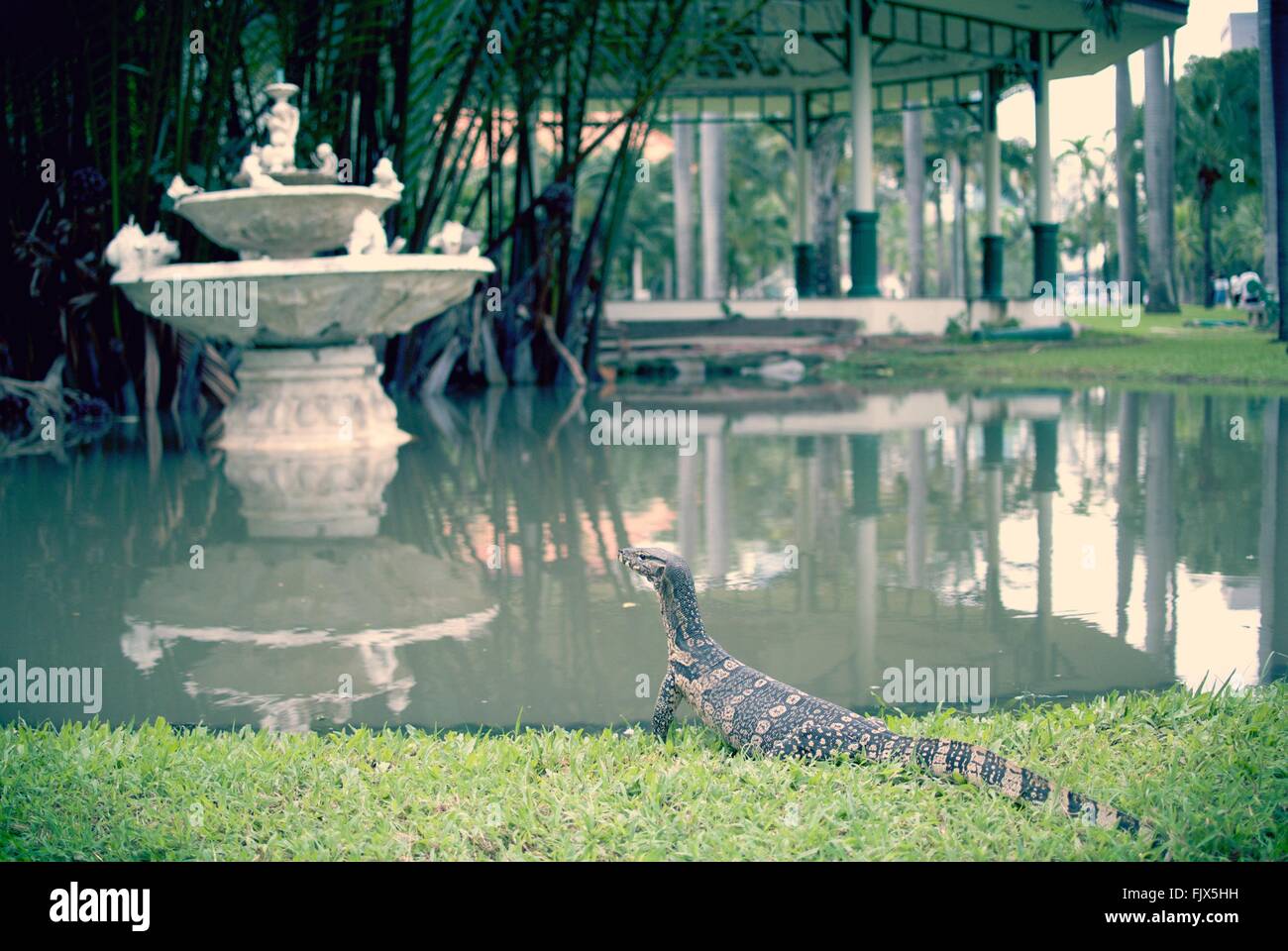 Monitor lizard in bangkok park hi-res stock photography and images - Alamy