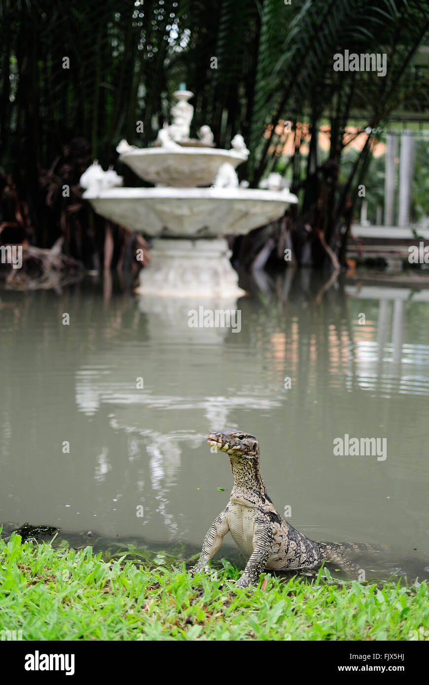 Man with monitor lizard hi-res stock photography and images - Alamy