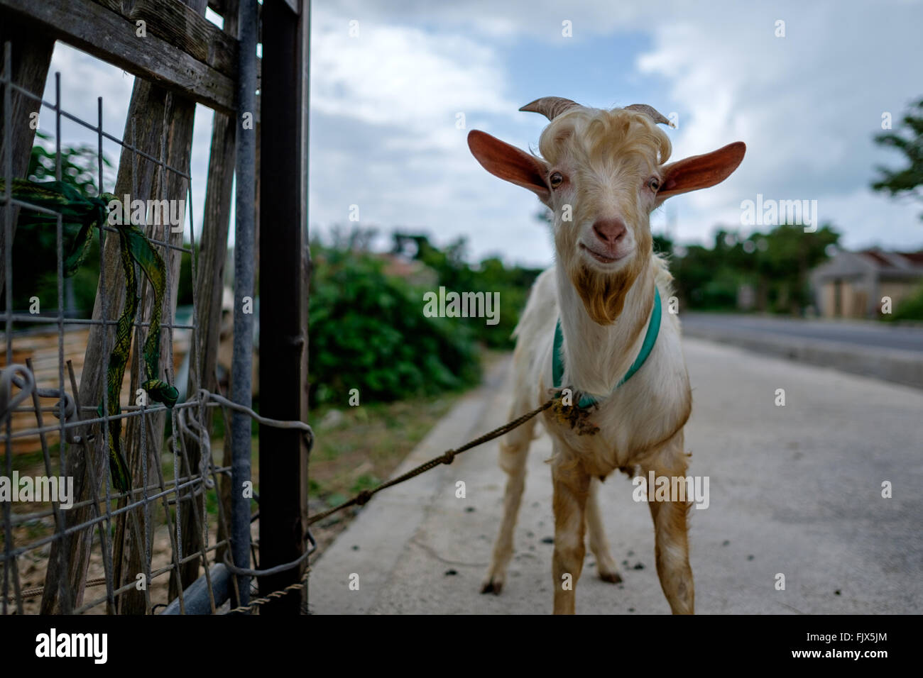 Tied goat hi-res stock photography and images - Alamy