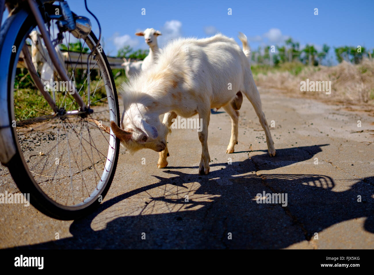 Goat on bicycle hi-res stock photography and images - Alamy