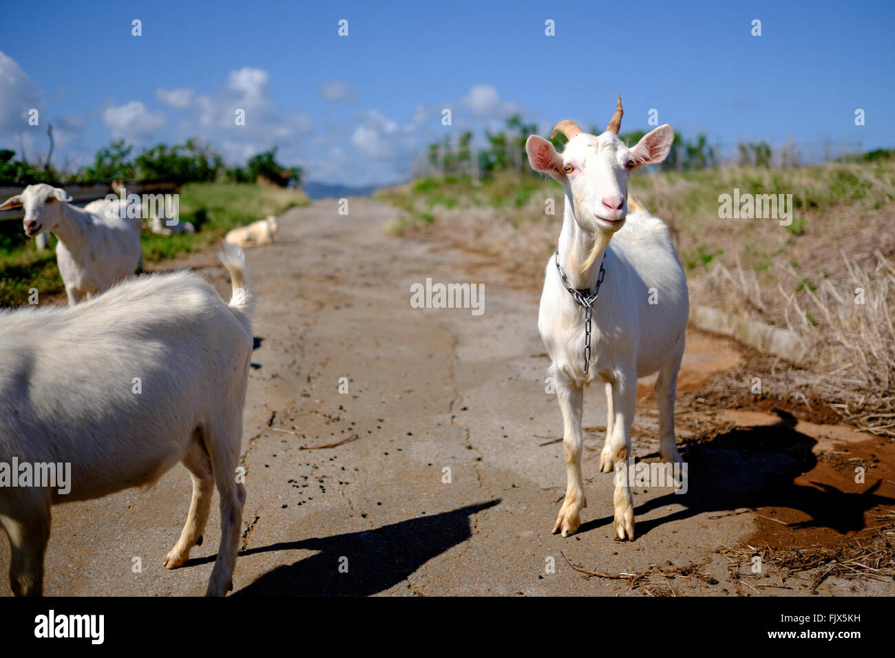 Goats standing street day hi-res stock photography and images - Alamy