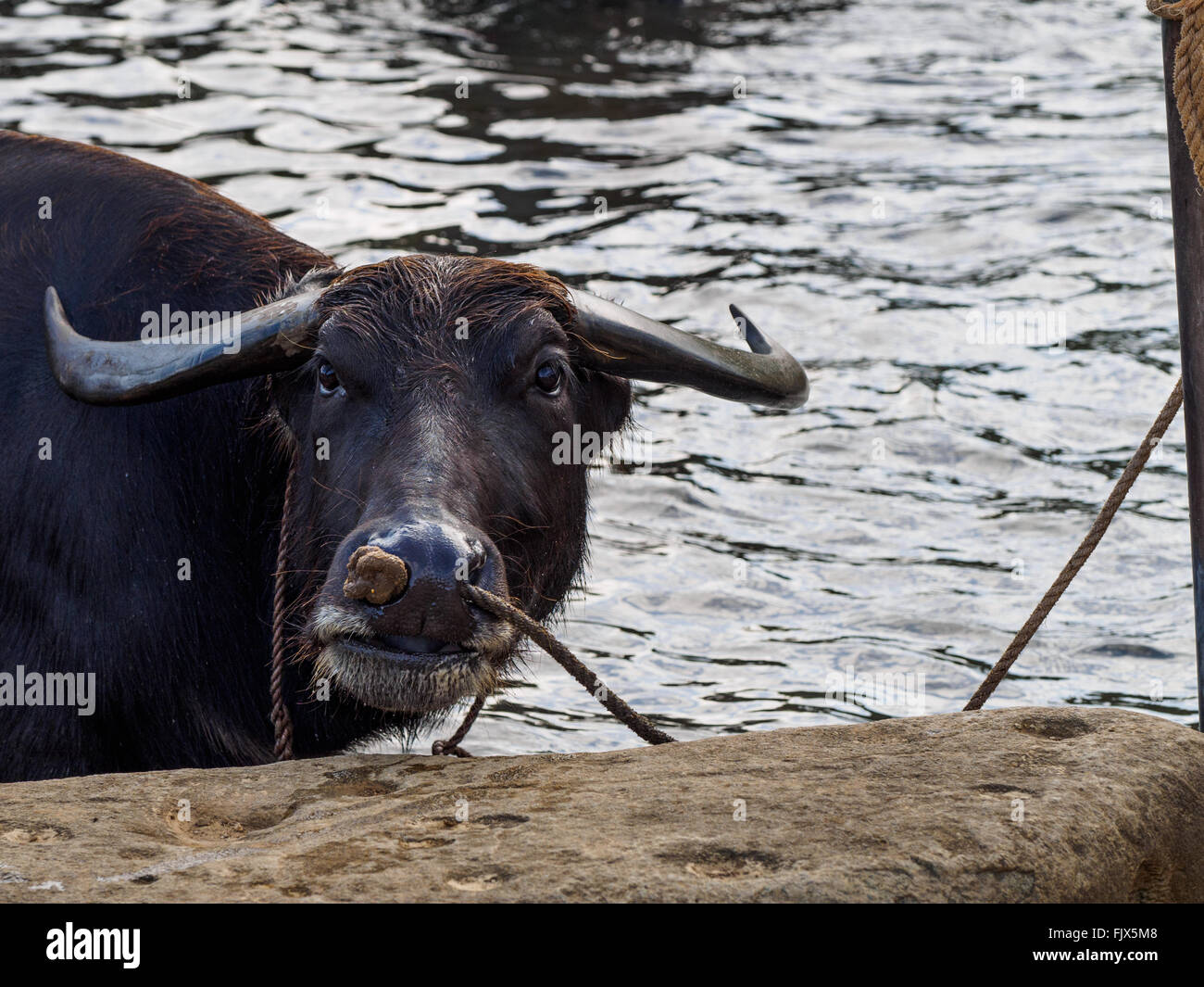 Portrait Of Buffalo In Water Stock Photo - Alamy