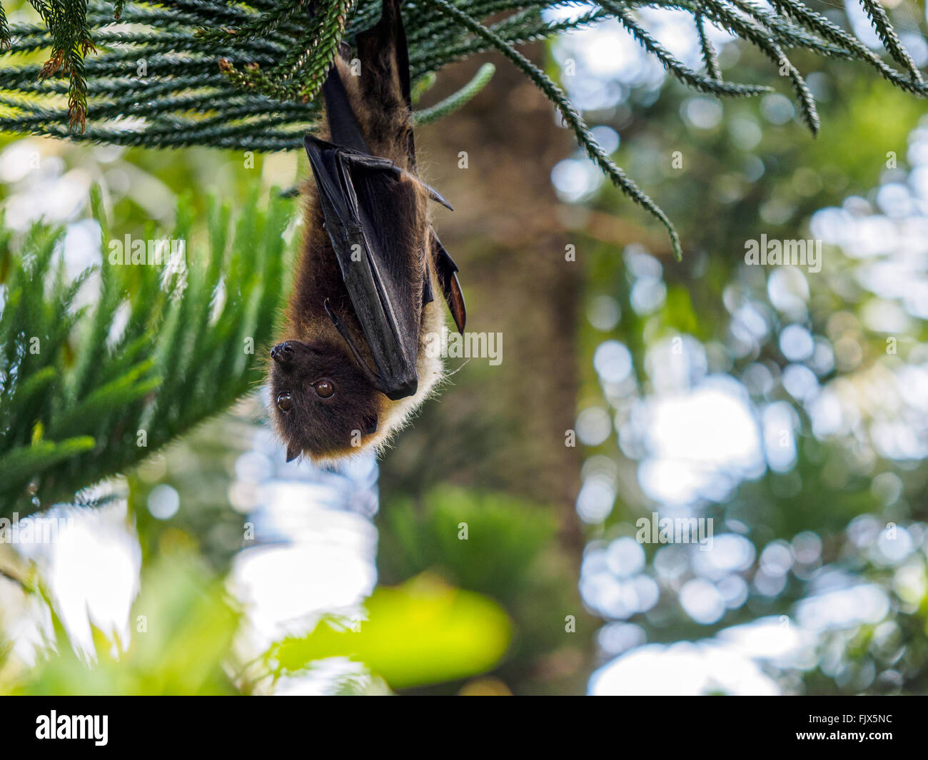 Bat hanging on tree hi-res stock photography and images - Alamy