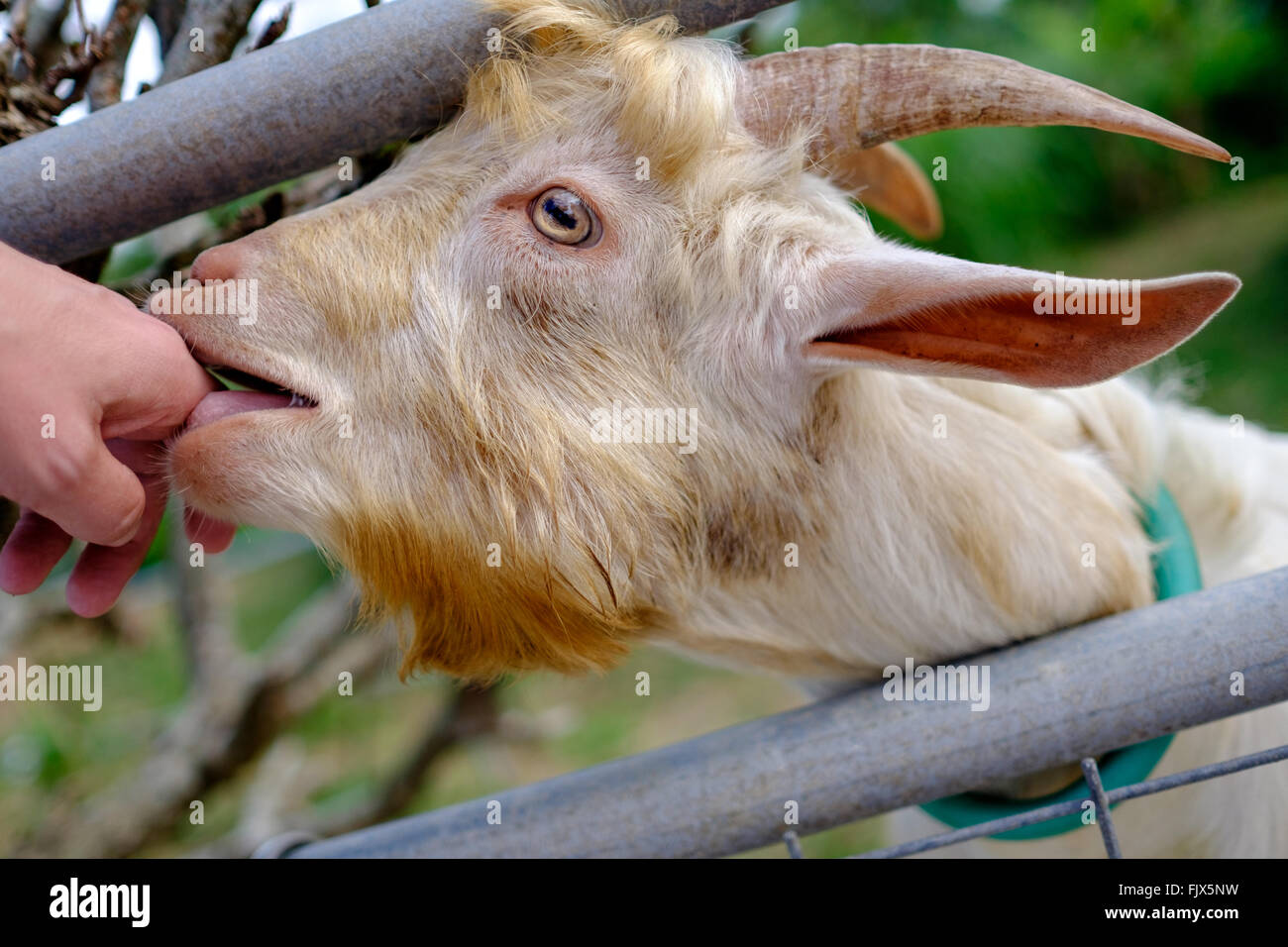 Human and animal bonding hi-res stock photography and images - Alamy