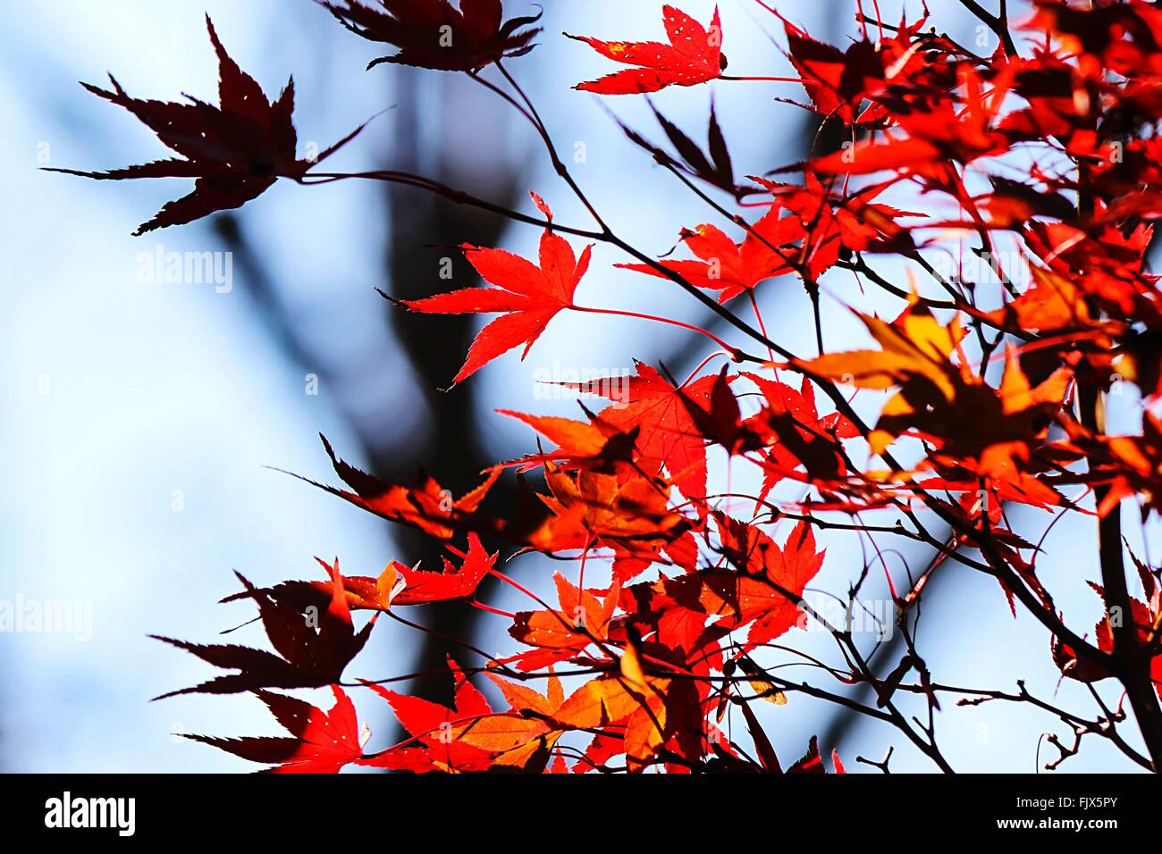 Close-Up Of Tree Leaves During Autumn Stock Photo - Alamy