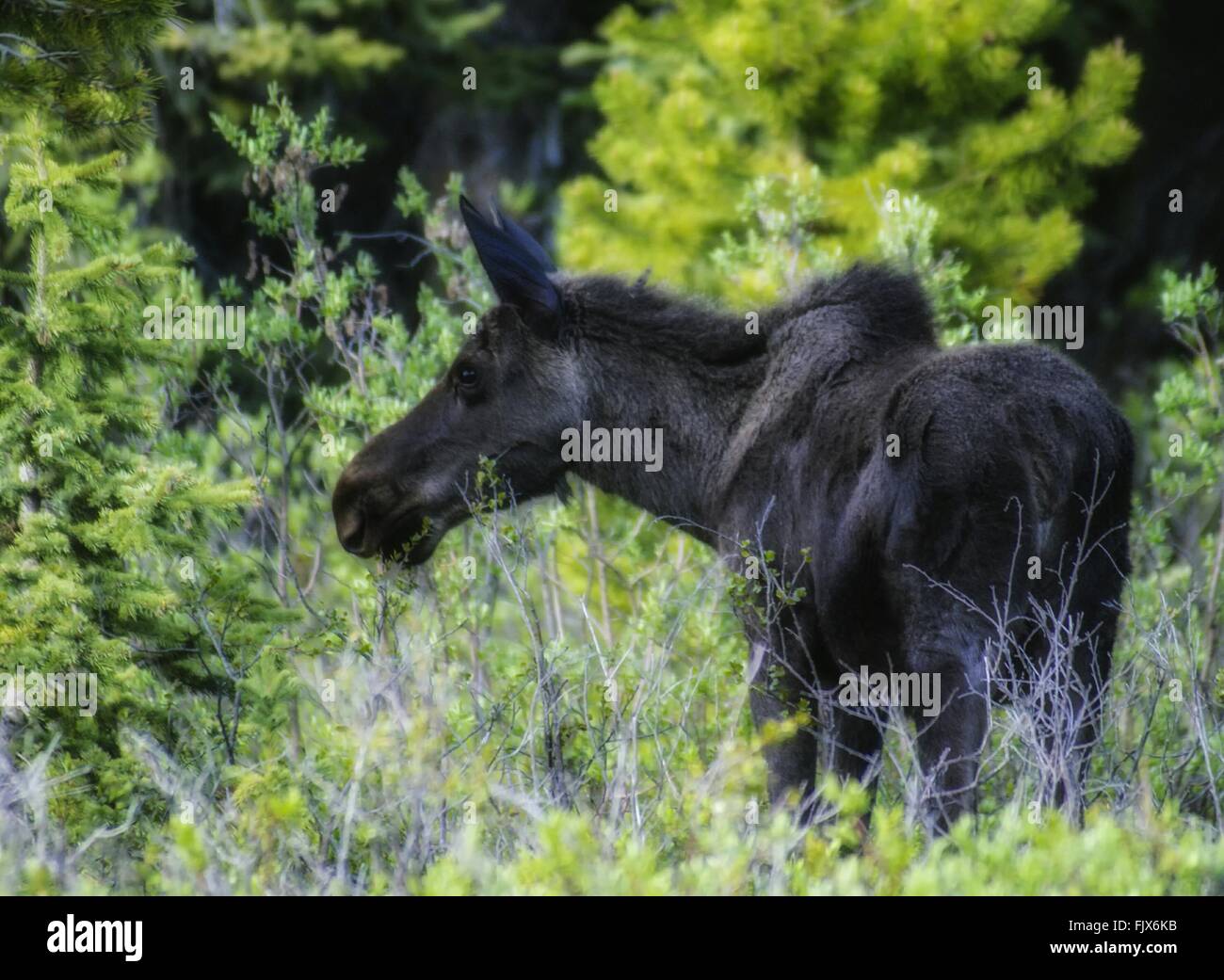 Young black moose field animal wildlife hi-res stock photography and ...