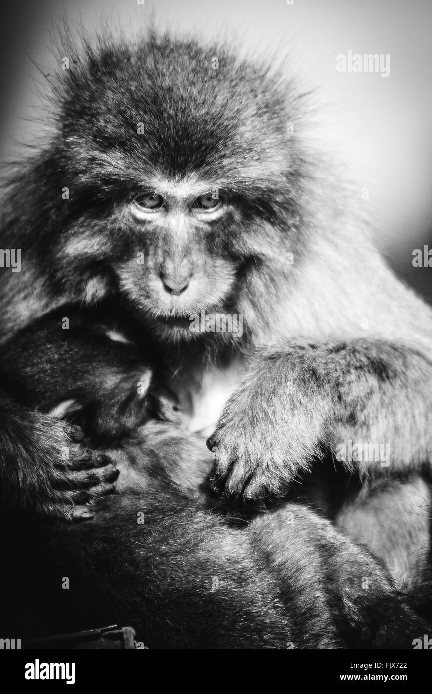 Baby monkey feeding hi-res stock photography and images - Alamy