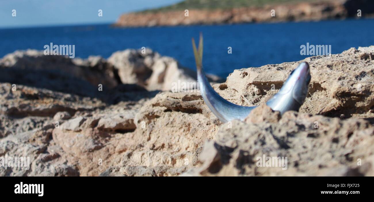 Dead Fish On Rock High Resolution Stock Photography and Images - Alamy