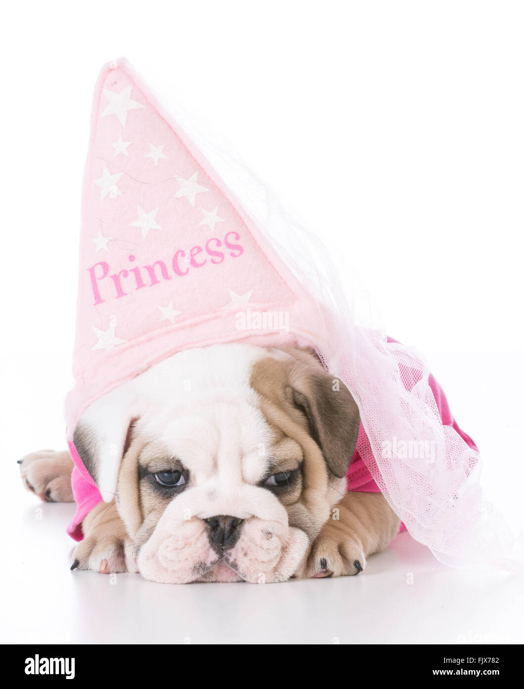 adorable english bulldog puppy dressed like a princess on white ...