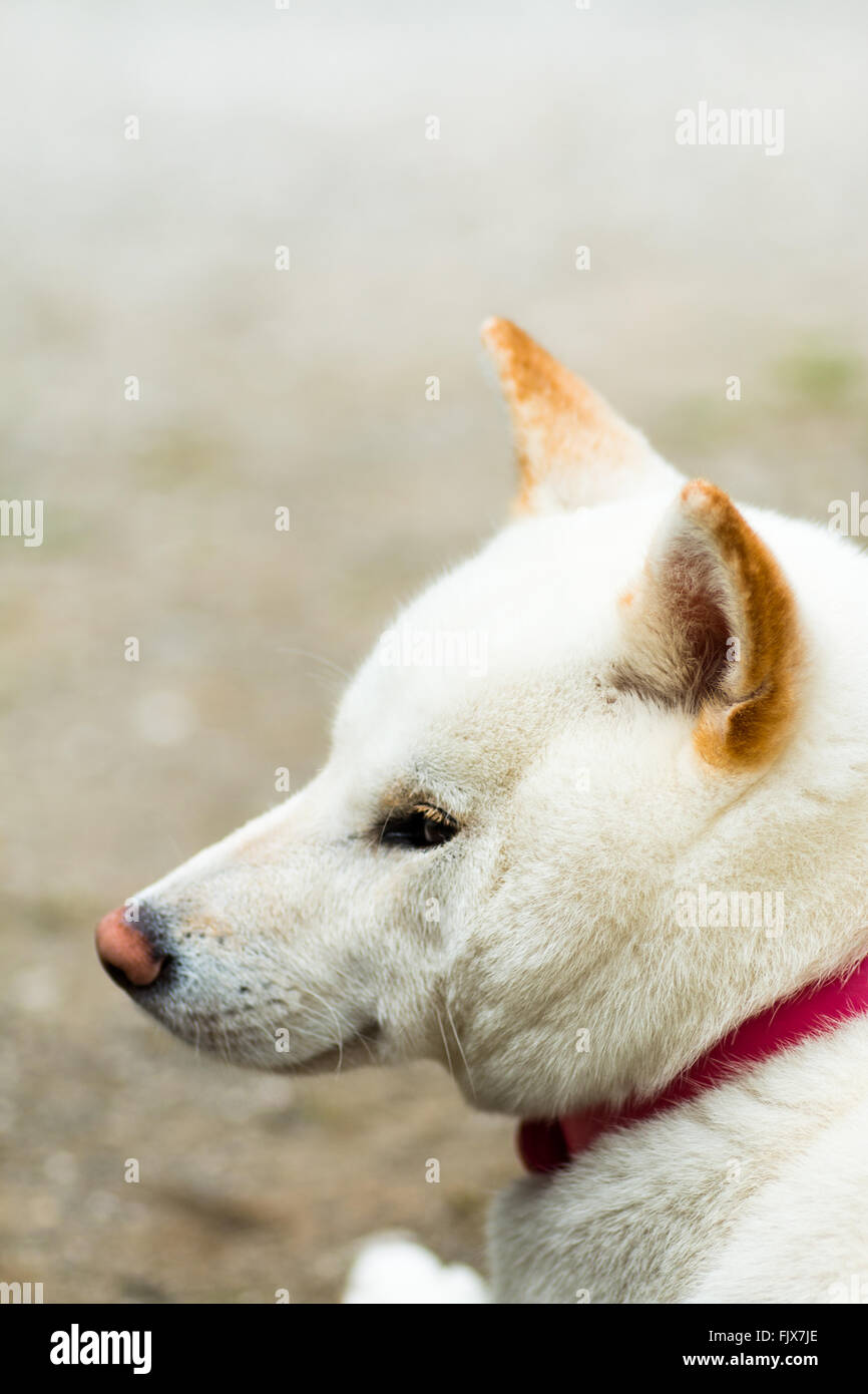 Shiba Inu White Stock Photos & Shiba Inu White Stock Images - Alamy