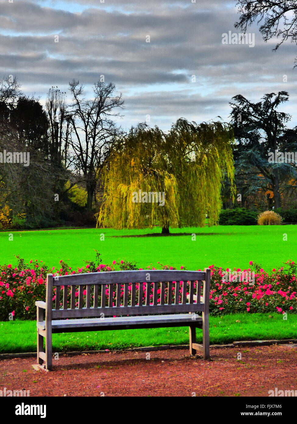 Willow tree bench hi-res stock photography and images - Alamy