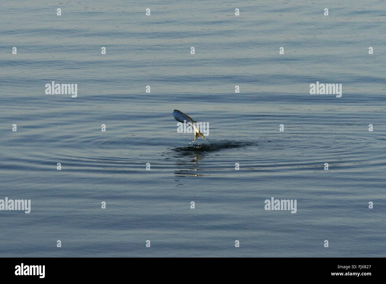 Fish Jumping Over Sea Stock Photo - Alamy