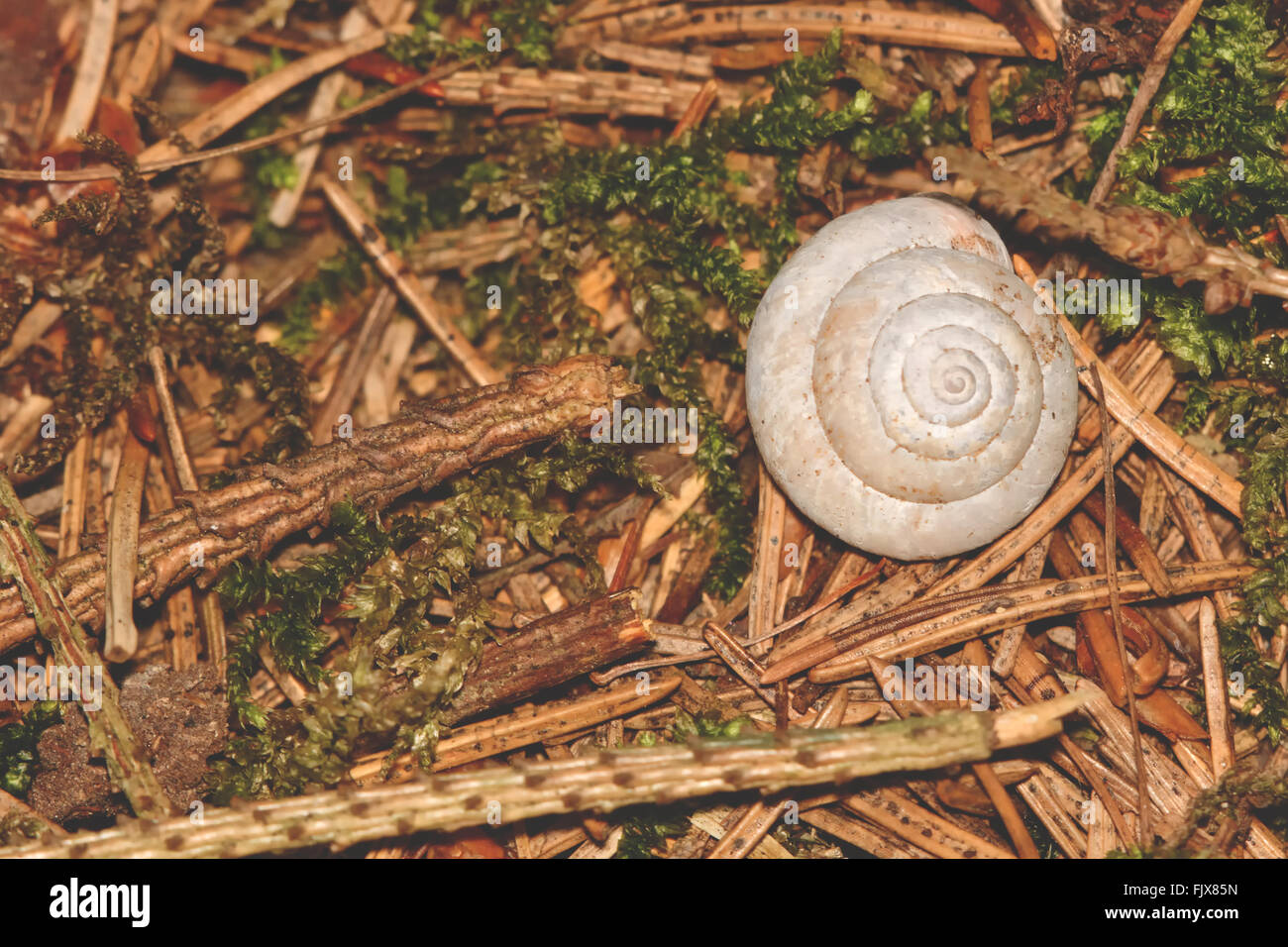 Grey snail conch on the brown pine needles Stock Photo - Alamy
