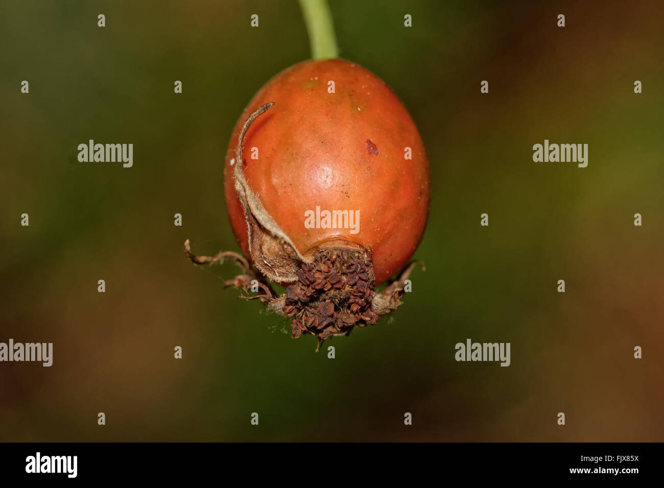 Ripe red rose hips on a dark blurred background Stock Photo - Alamy