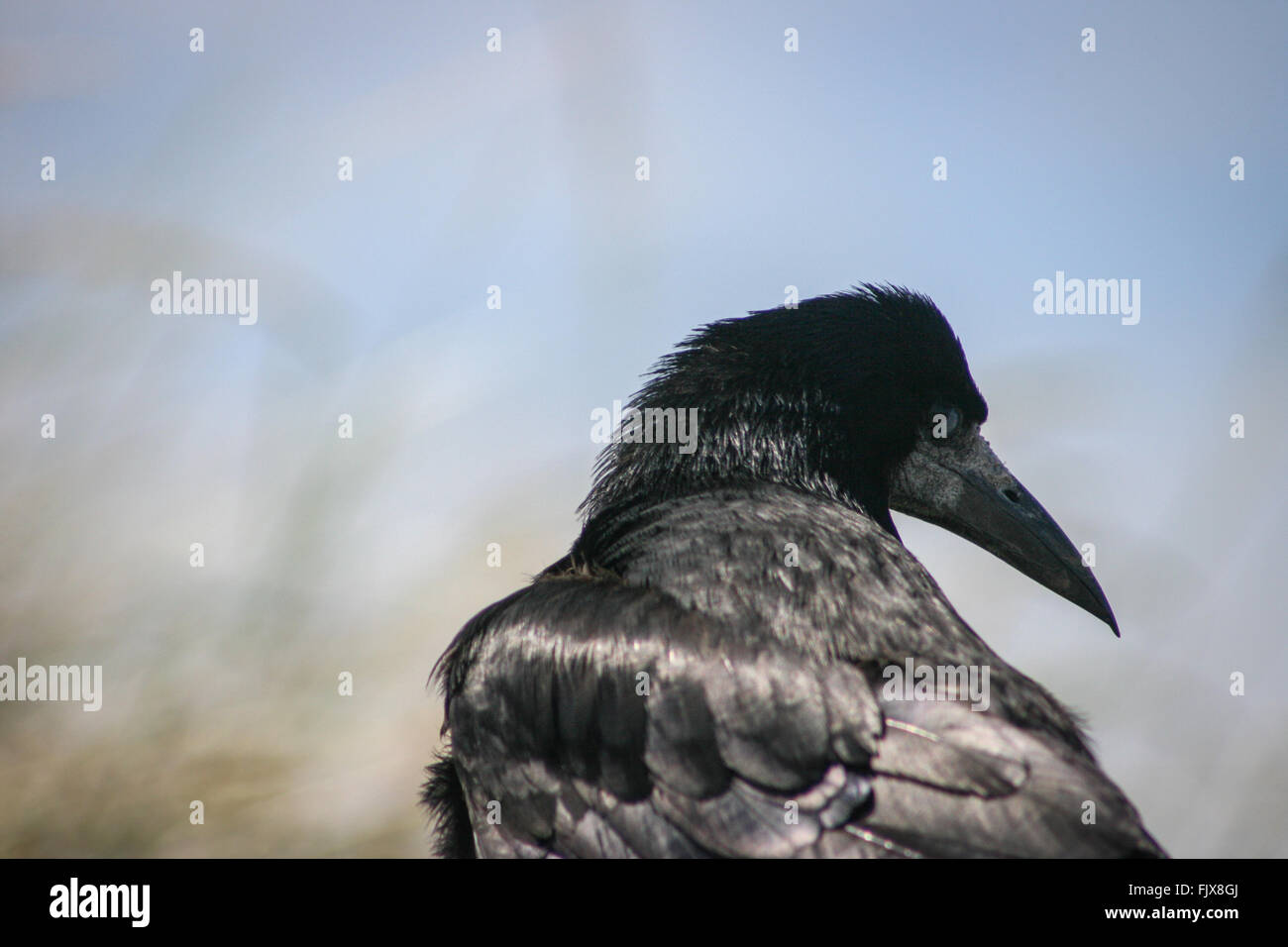 Raven in focus hi-res stock photography and images - Alamy