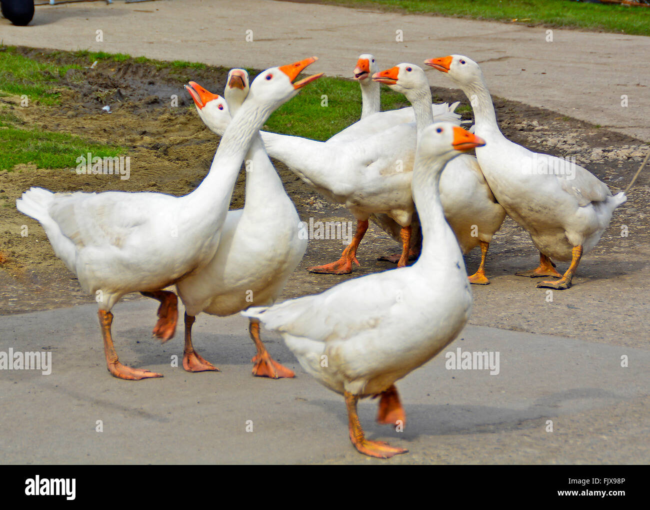 Group of domestic geese walking down the street Stock Photo - Alamy
