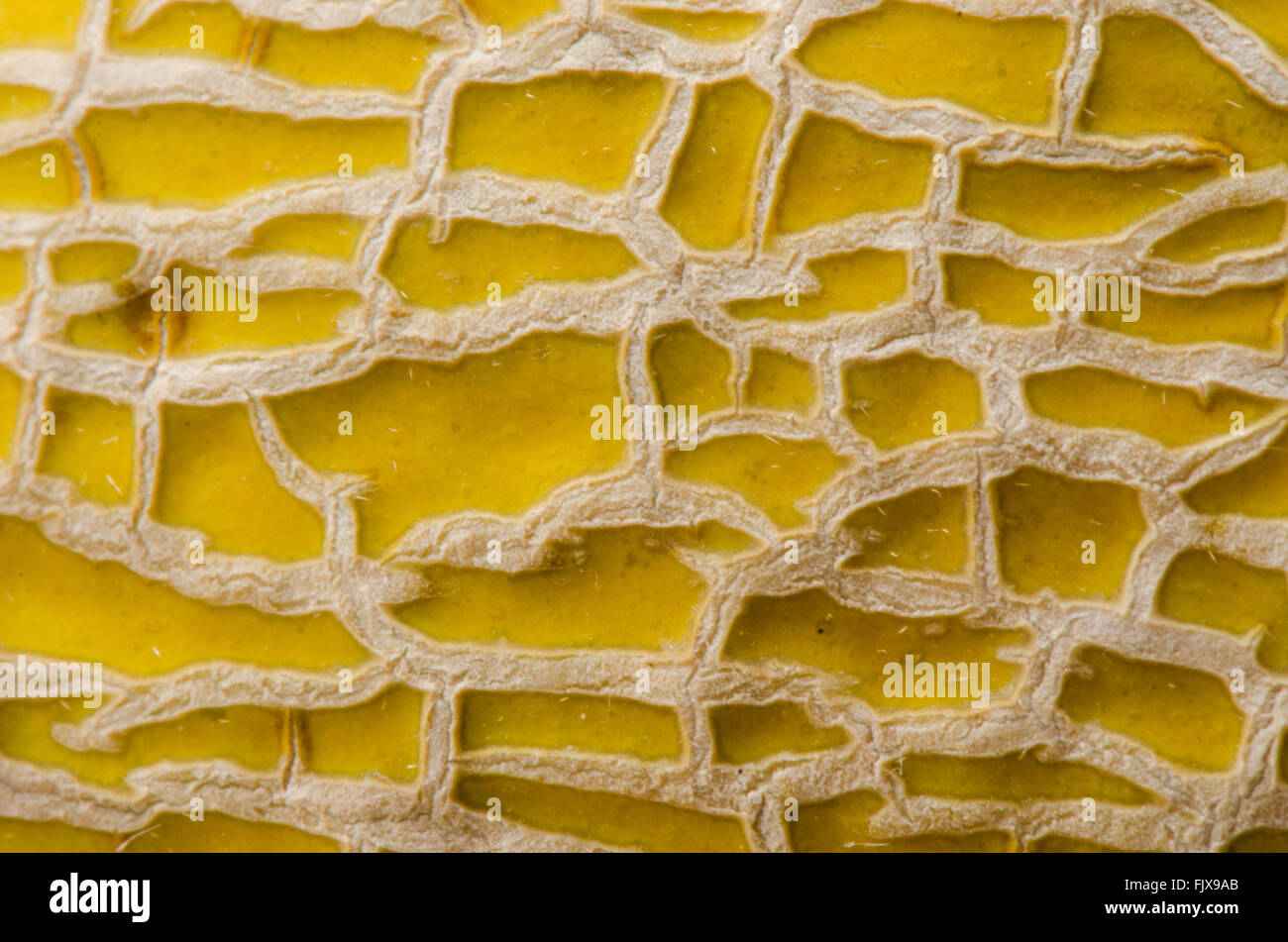 Cantaloupe skin detail with white rind against yellow peel Stock Photo ...