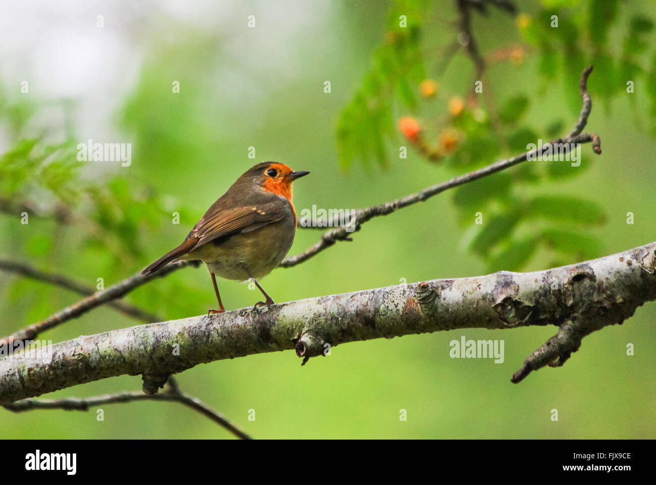 Robin on branch hi-res stock photography and images - Alamy
