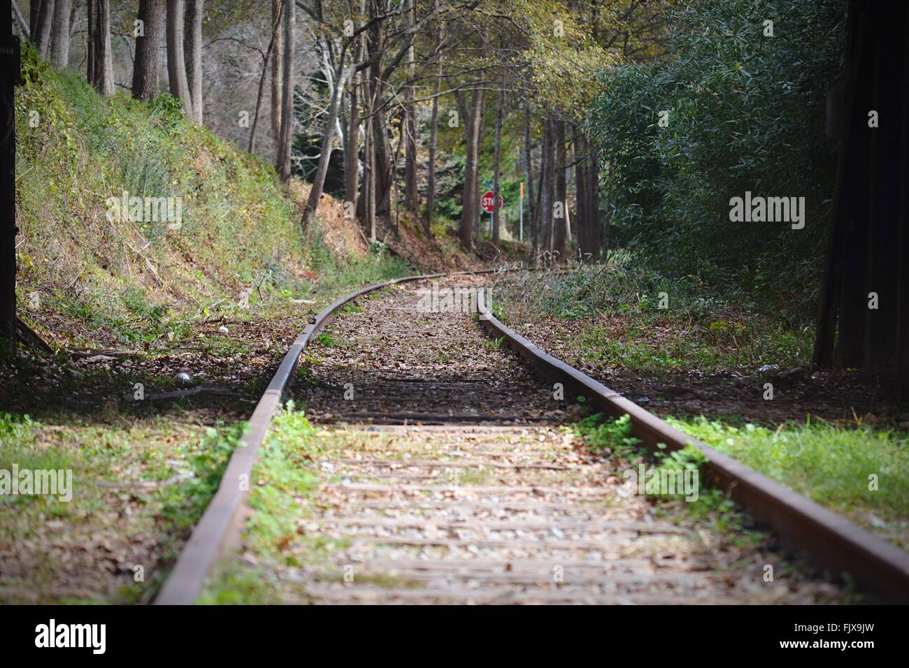 Railroad in forest hi-res stock photography and images - Alamy