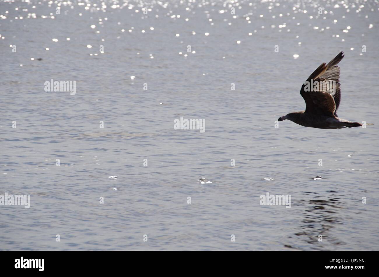 Flying bird over lake hi-res stock photography and images - Alamy