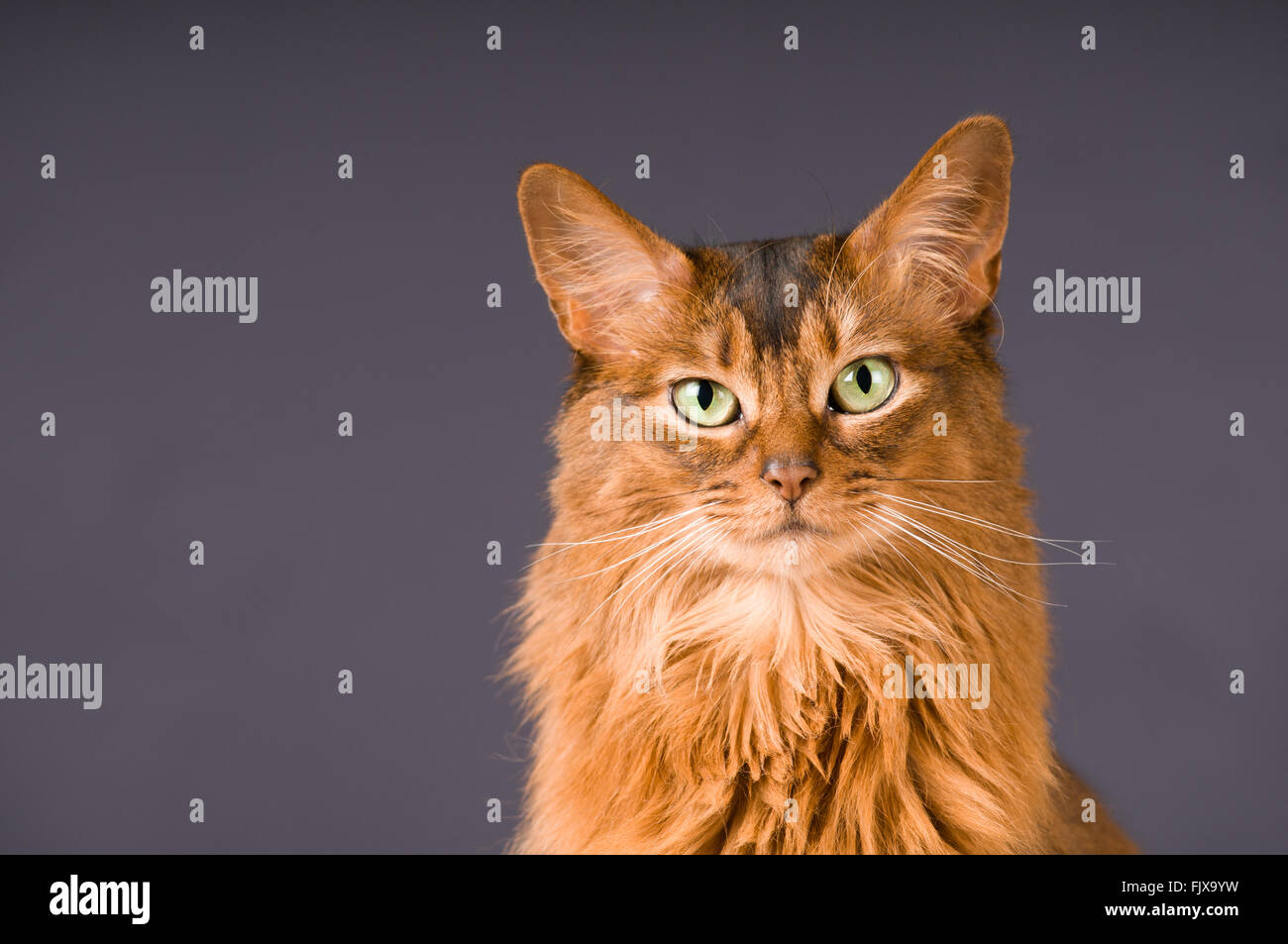 Purebre Somali cat ruddy color portrait at studio Stock Photo - Alamy