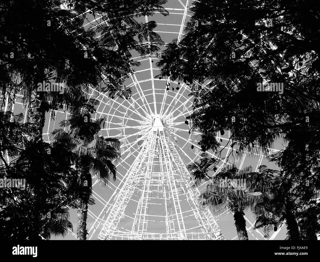 Trees grid structure close up hi-res stock photography and images - Alamy