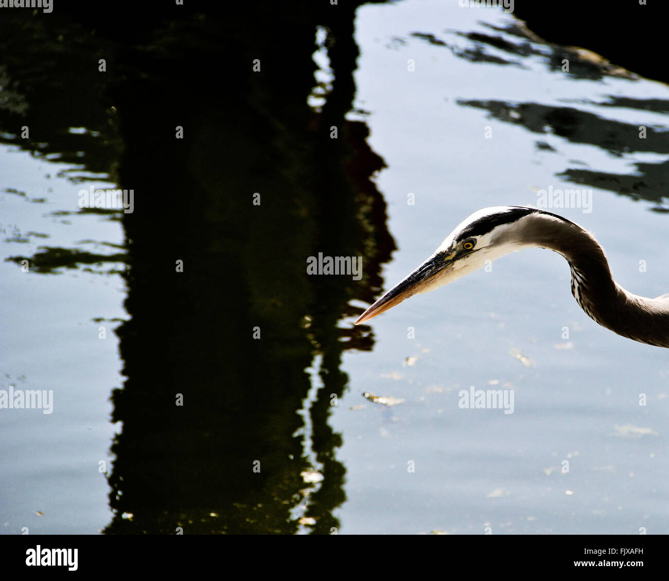 Cropped bird in rippled water bird hi-res stock photography and images ...