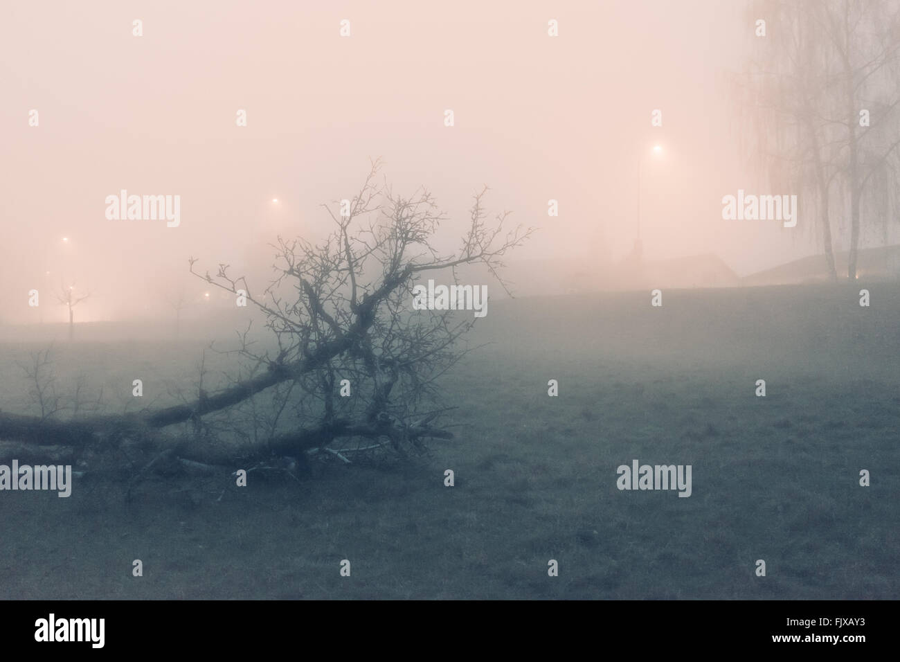 Fallen Tree On Grassy Field During Foggy Weather Stock Photo - Alamy