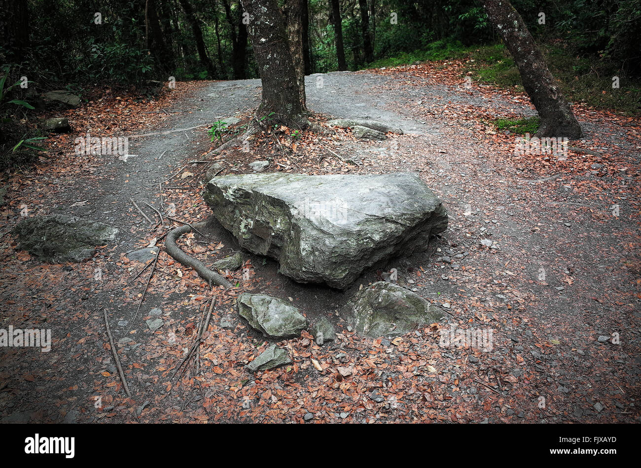 Narrow Pathway Along Tree Trunks Stock Photo - Alamy