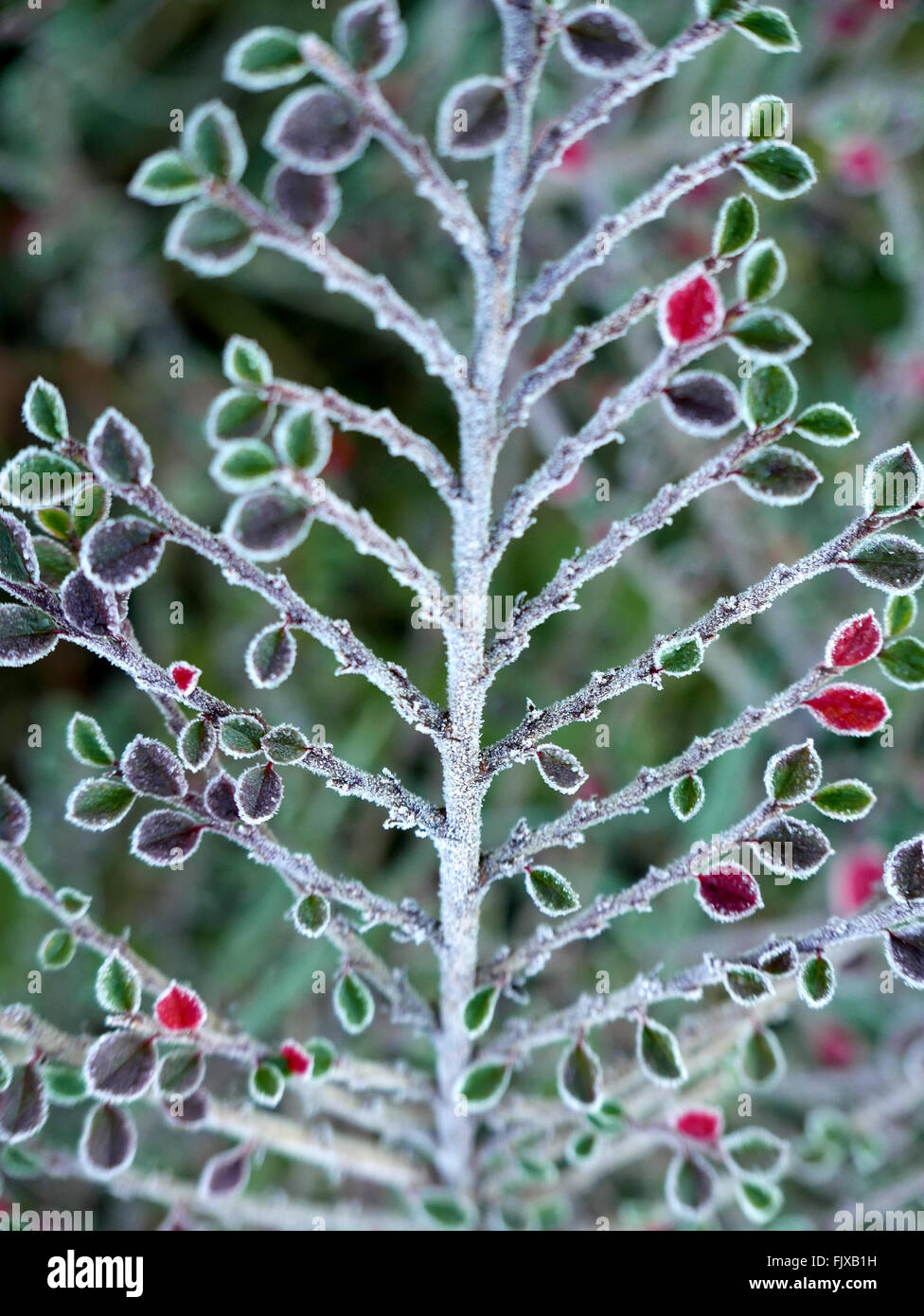 Close-Up Of Frost On Plant Stock Photo - Alamy